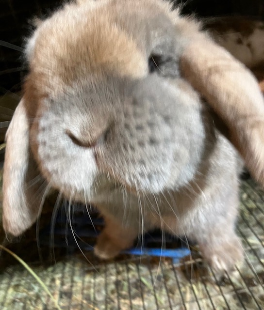 Holland Lop Bucks • Floppy Lop Bunnies